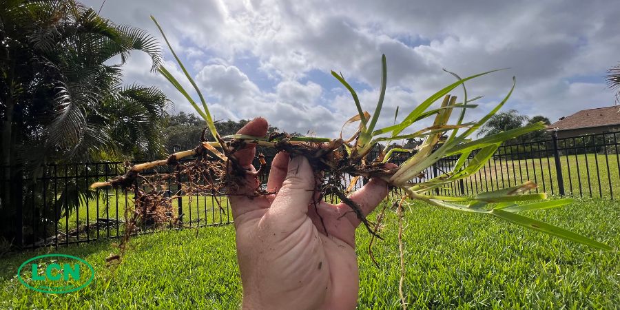How to Take Care of Your Warm-Season Grass in Fall | Milorganite
