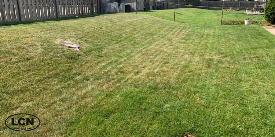Lawn Care Tips for Summer Weather