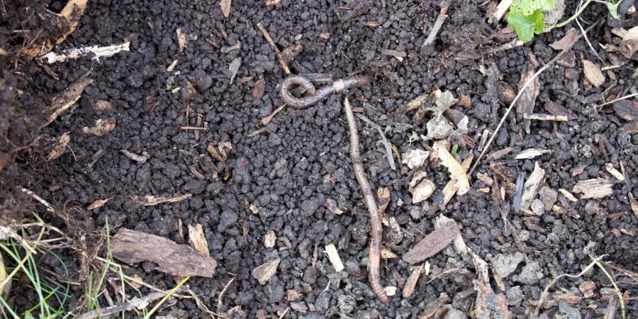 How to Get Rid of Jumping Worms | Milorganite